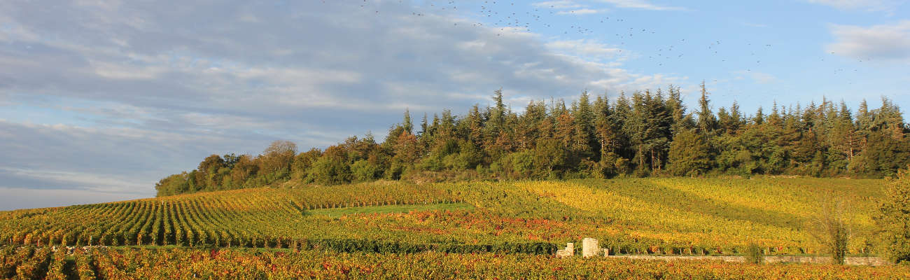 Côte Chalonnaise ⭐️ 10 Best Wineries & Vineyards to Visit ️ 2024