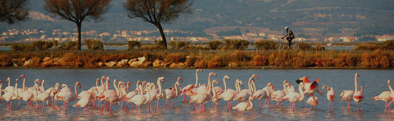 Frontignan ⭐️ Best Wine Tours & Tastings ️ 2024